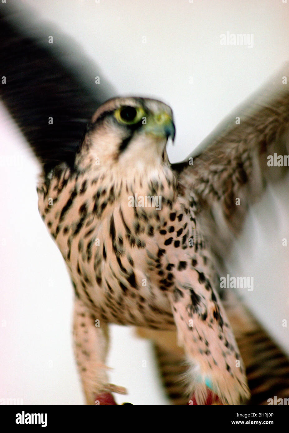 A falcon in flight Stock Photo - Alamy