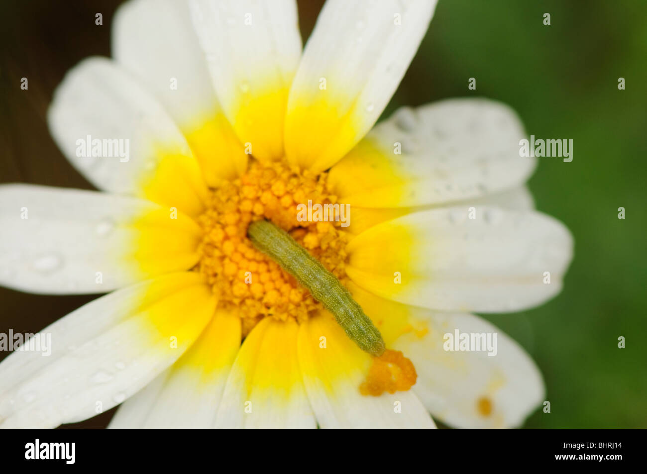 Parasite worm hi-res stock photography and images - Alamy