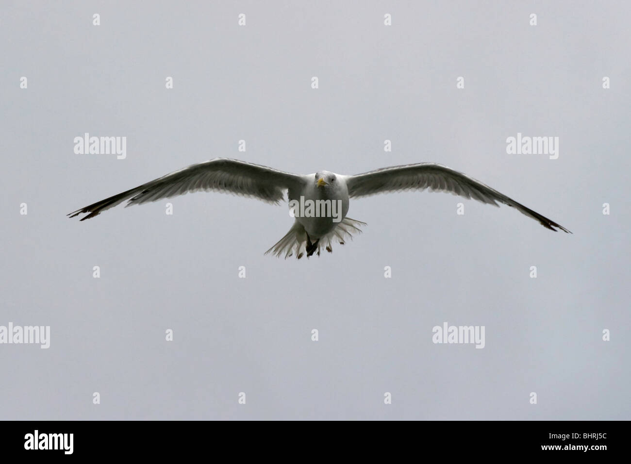 Herring Gull in Chatham Harbor, Cape Cod, Massachusetts Stock Photo - Alamy