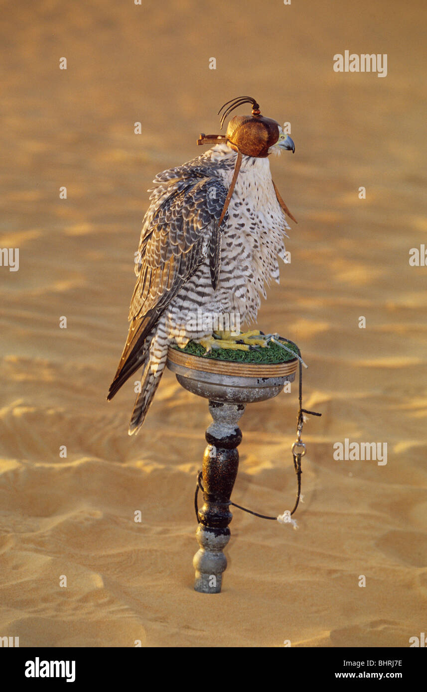 Gyr Falcon with hood - sitting on an observation point / Falco ...