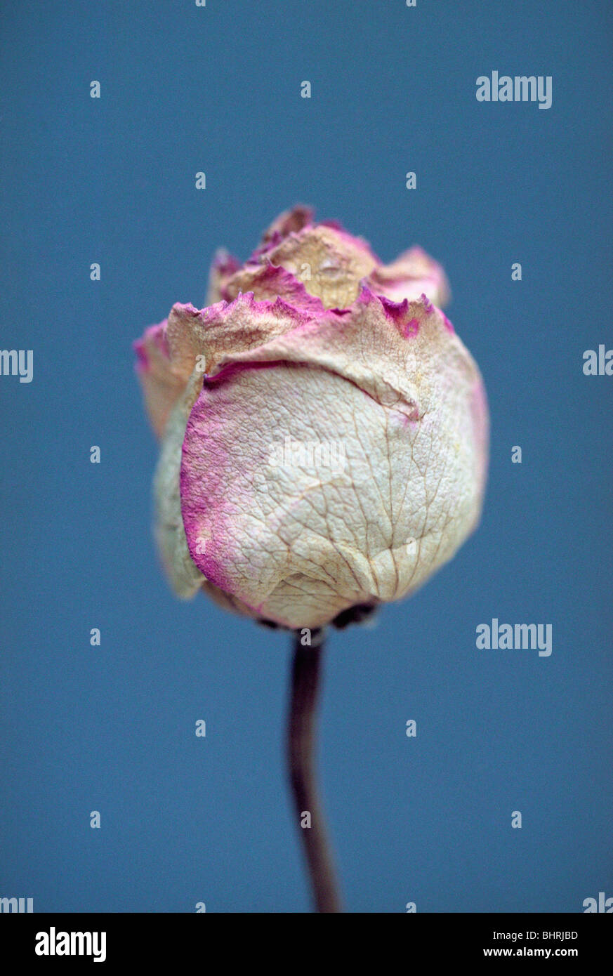 Wilting rose petals hi-res stock photography and images - Alamy