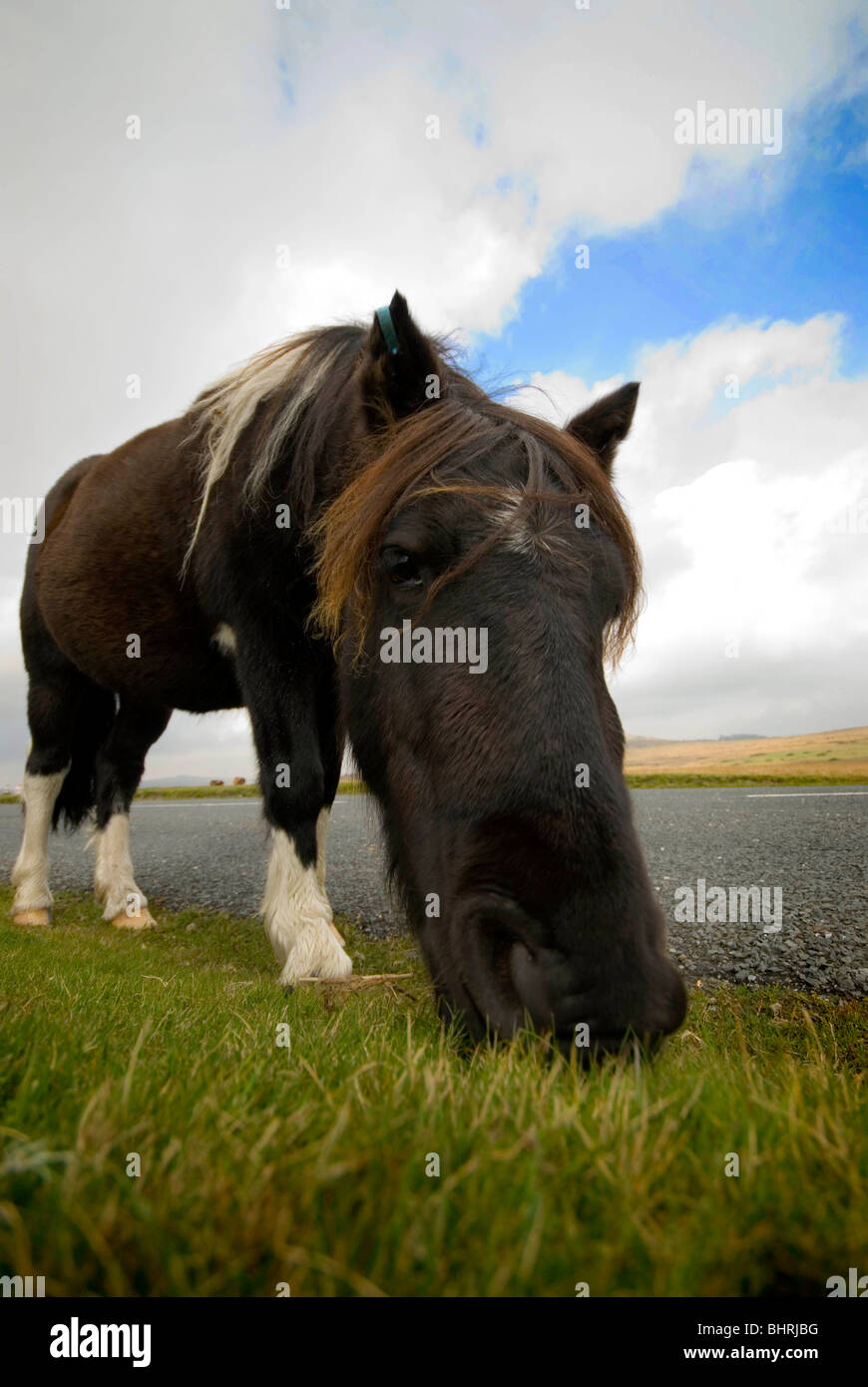 Pony eating grass hi-res stock photography and images - Alamy