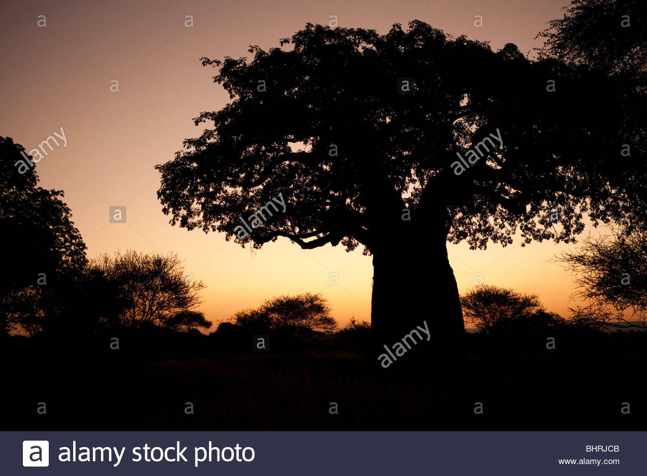 Baobab Tree Africa Stock Photos & Baobab Tree Africa Stock Images - Alamy