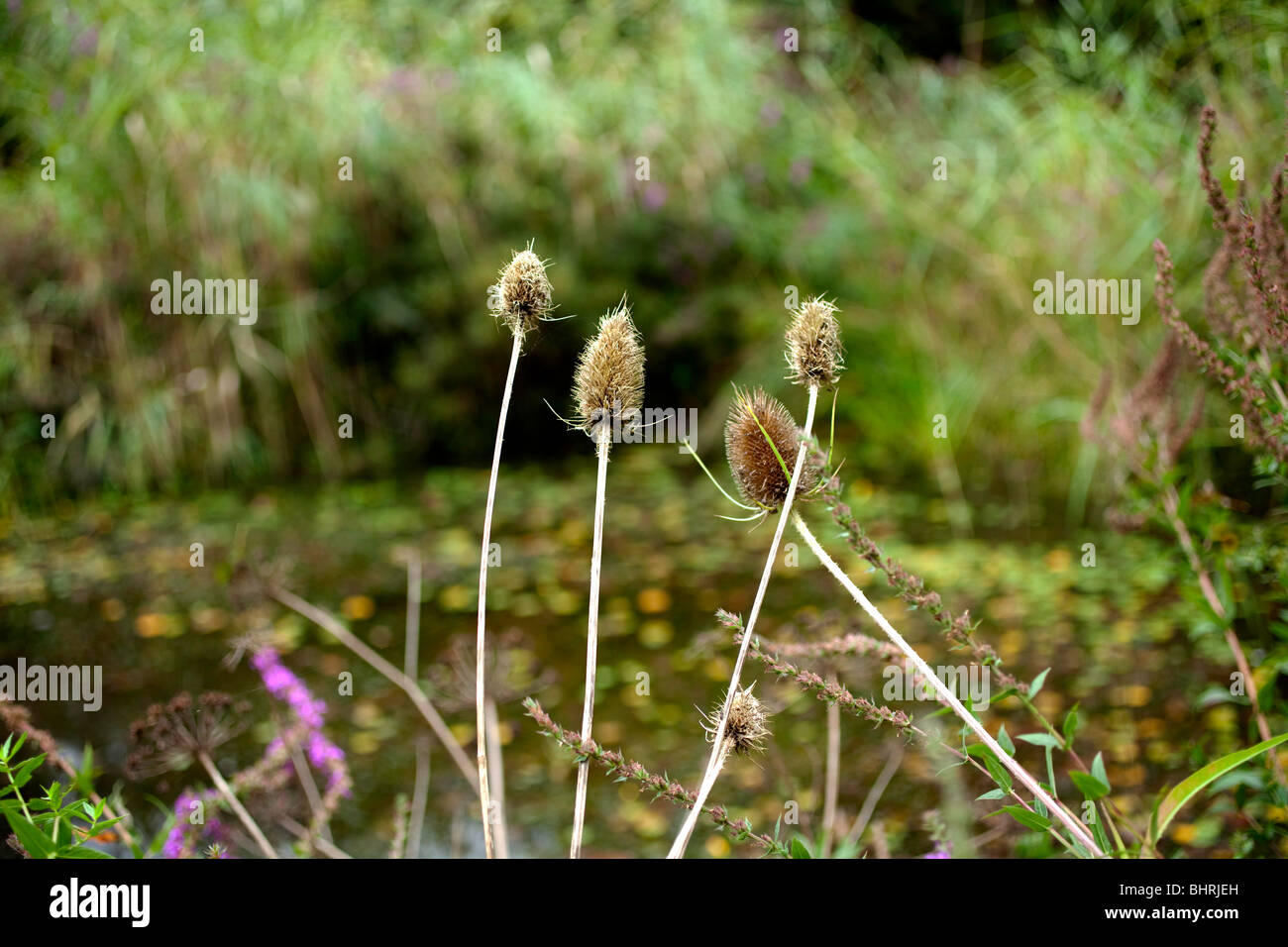 teasel over pond Stock Photo - Alamy