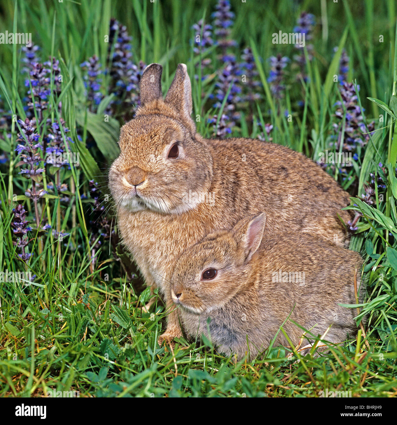 dwarf rabbit and cub on meadow Stock Photo - Alamy
