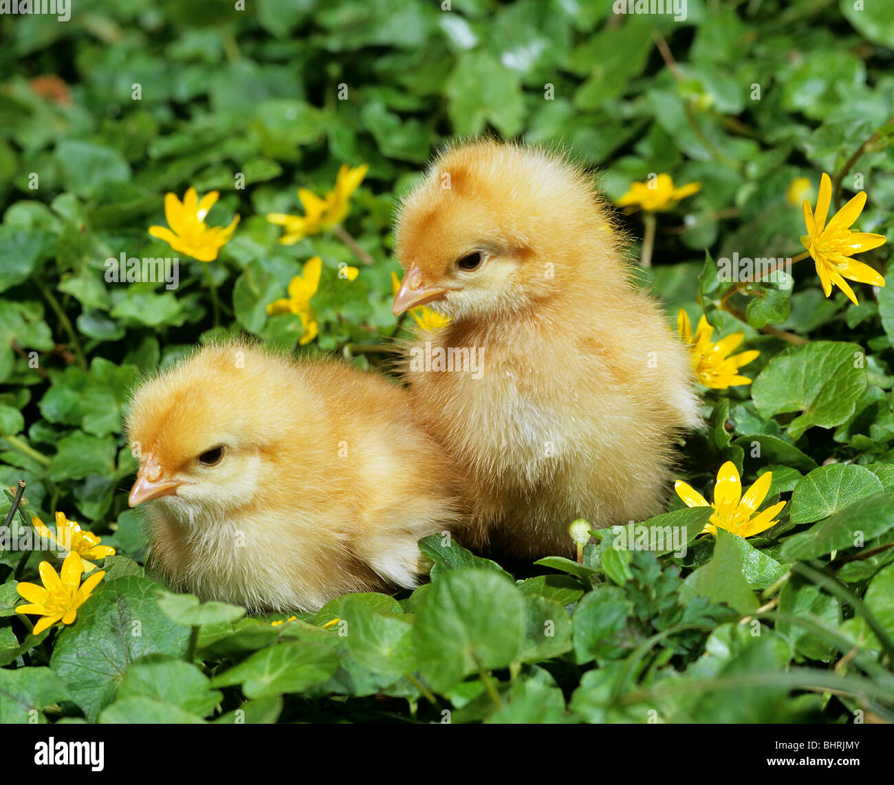 Chicks with hi-res stock photography and images - Alamy