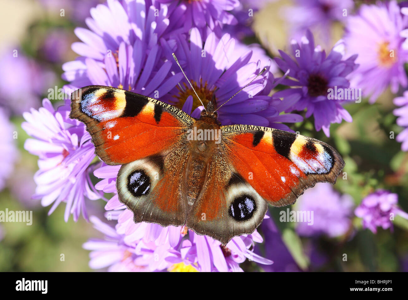 Butterfly aster germany hi-res stock photography and images - Alamy