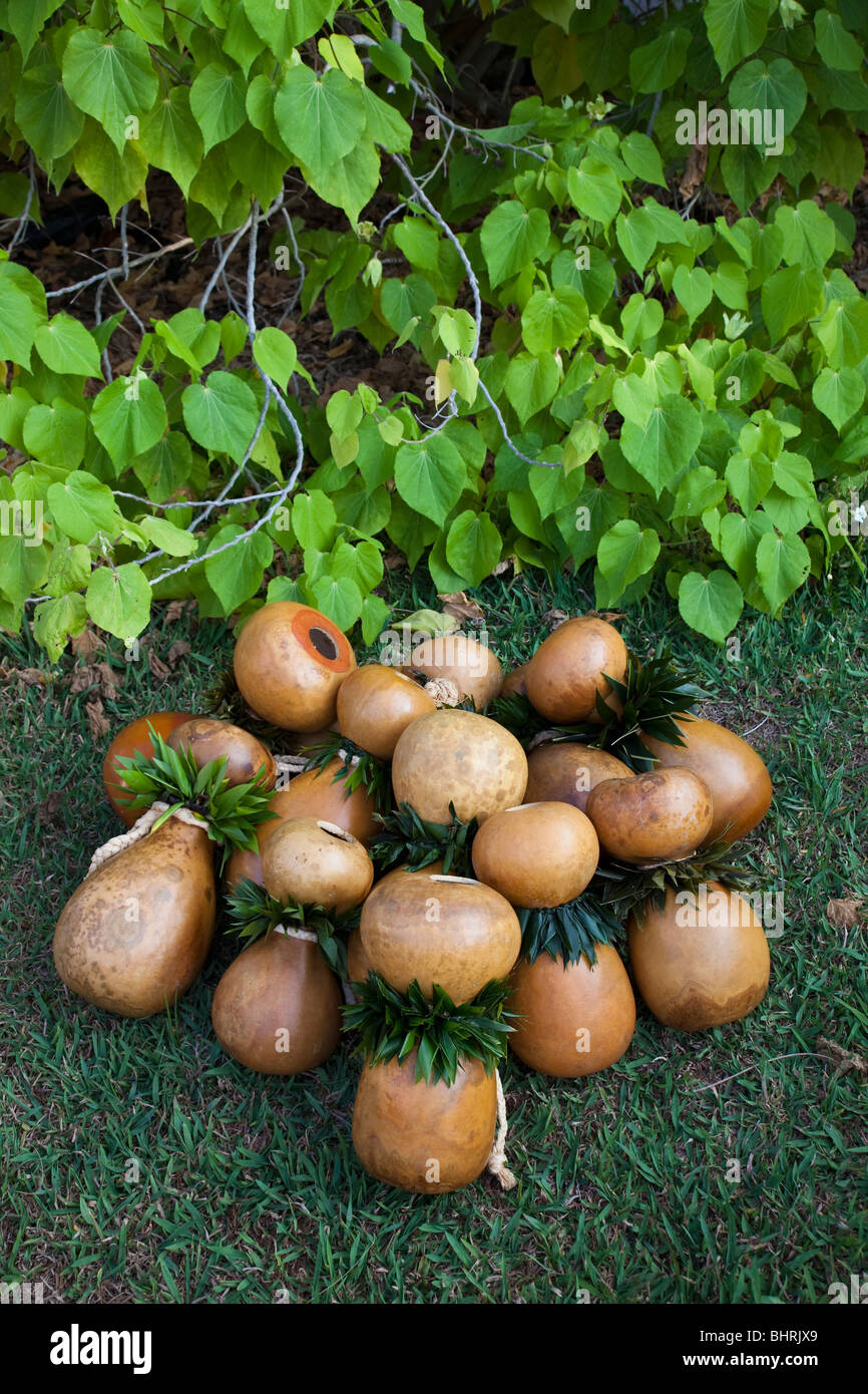 Collection of Hawaiian Ipu Hekes before a performance in Hawaii Stock ...