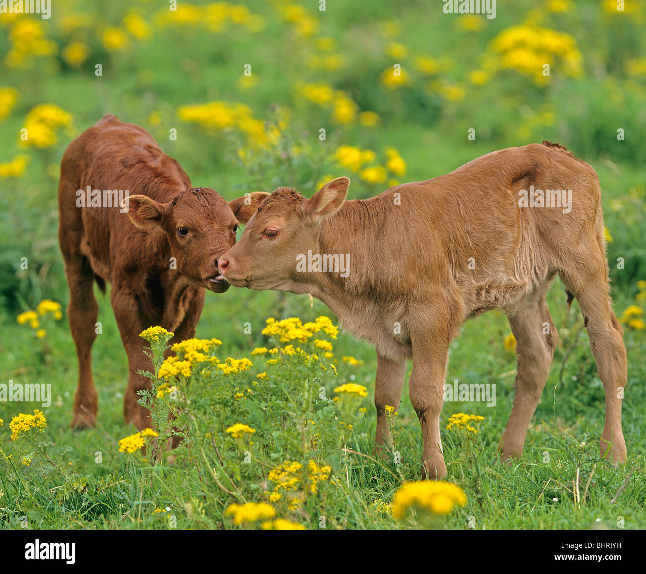 two calves - standing on meadow Stock Photo - Alamy