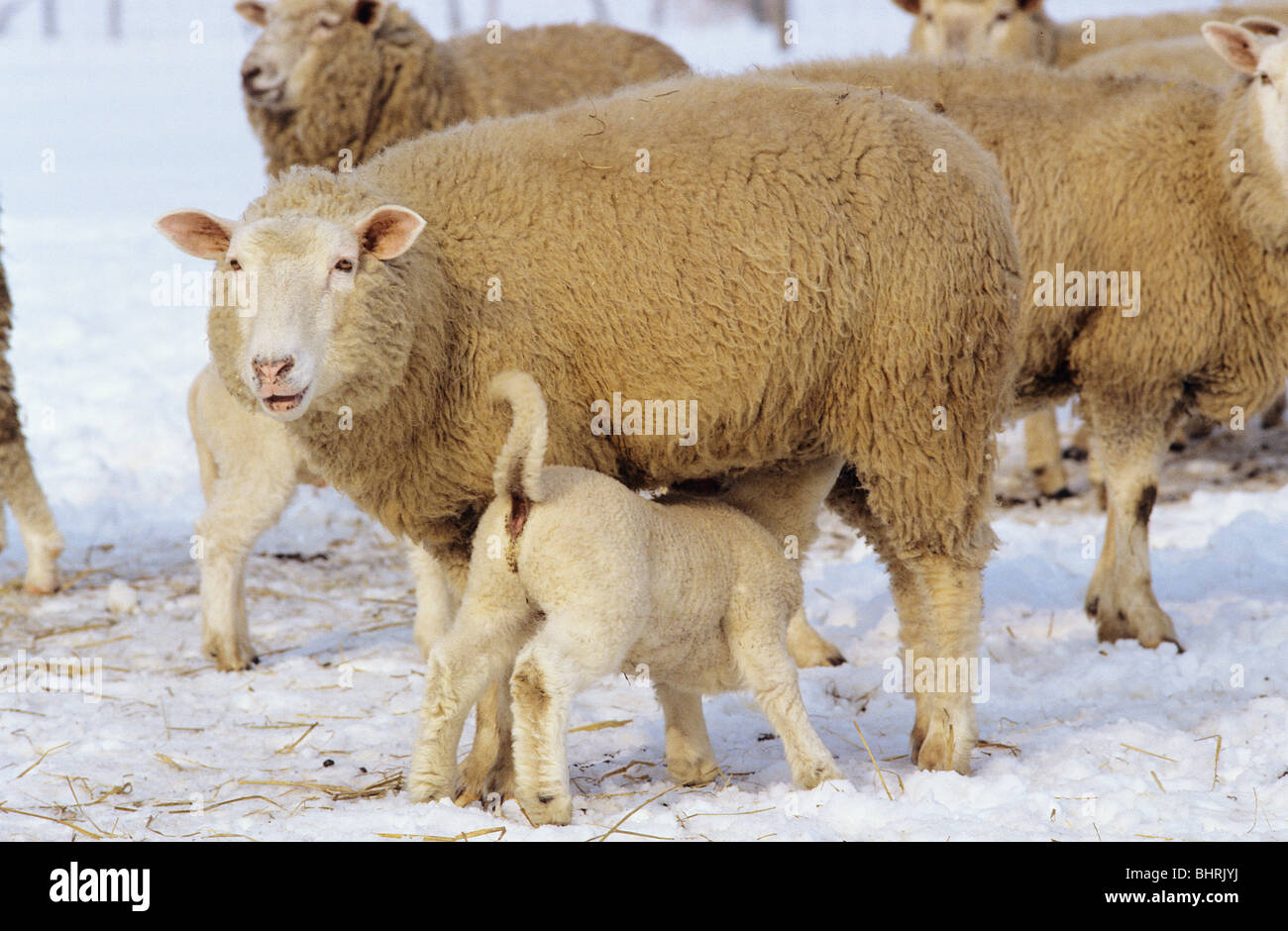 sheep suckling its lamb Stock Photo - Alamy