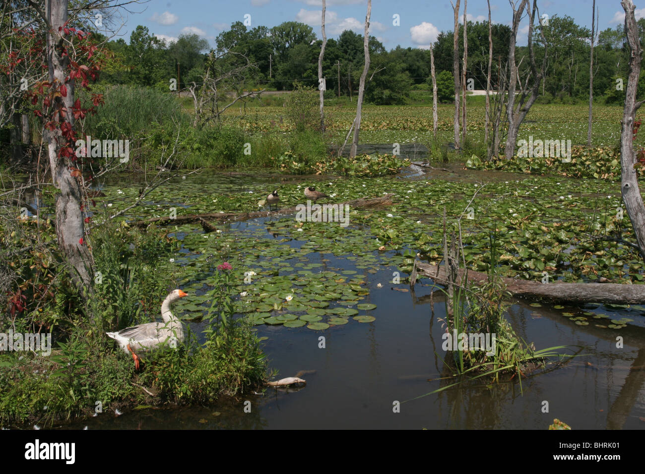 marsh Cuyahoga Valley National Park Ohio Stock Photo - Alamy