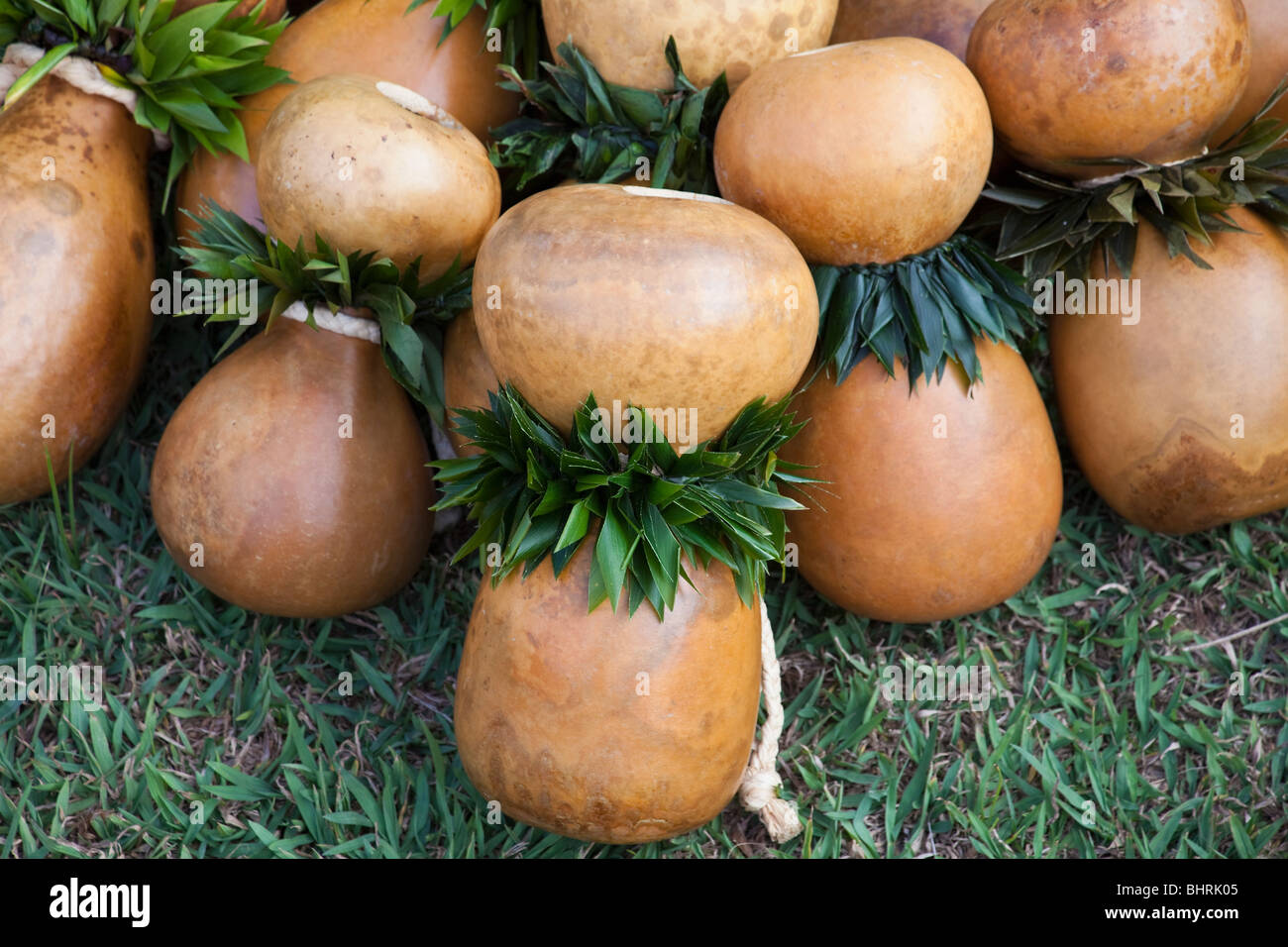 Collection of Hawaiian Ipu Hekes before a performance in Hawaii Stock ...