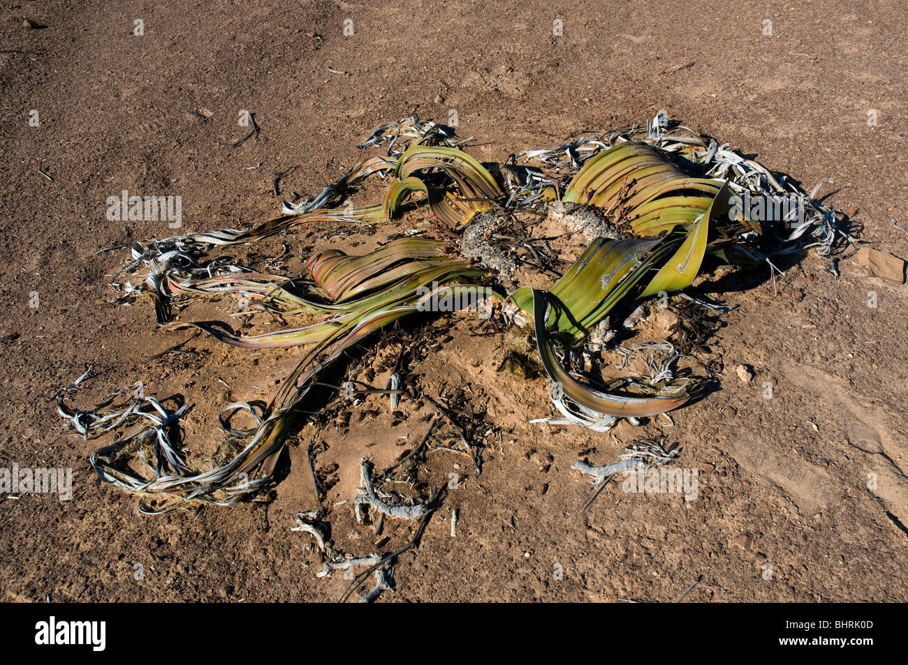 Welwitschia mirabilis hi-res stock photography and images - Alamy