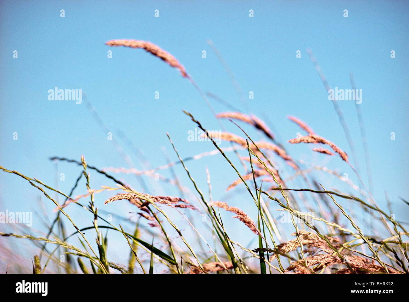 Grasses in a field Stock Photo - Alamy
