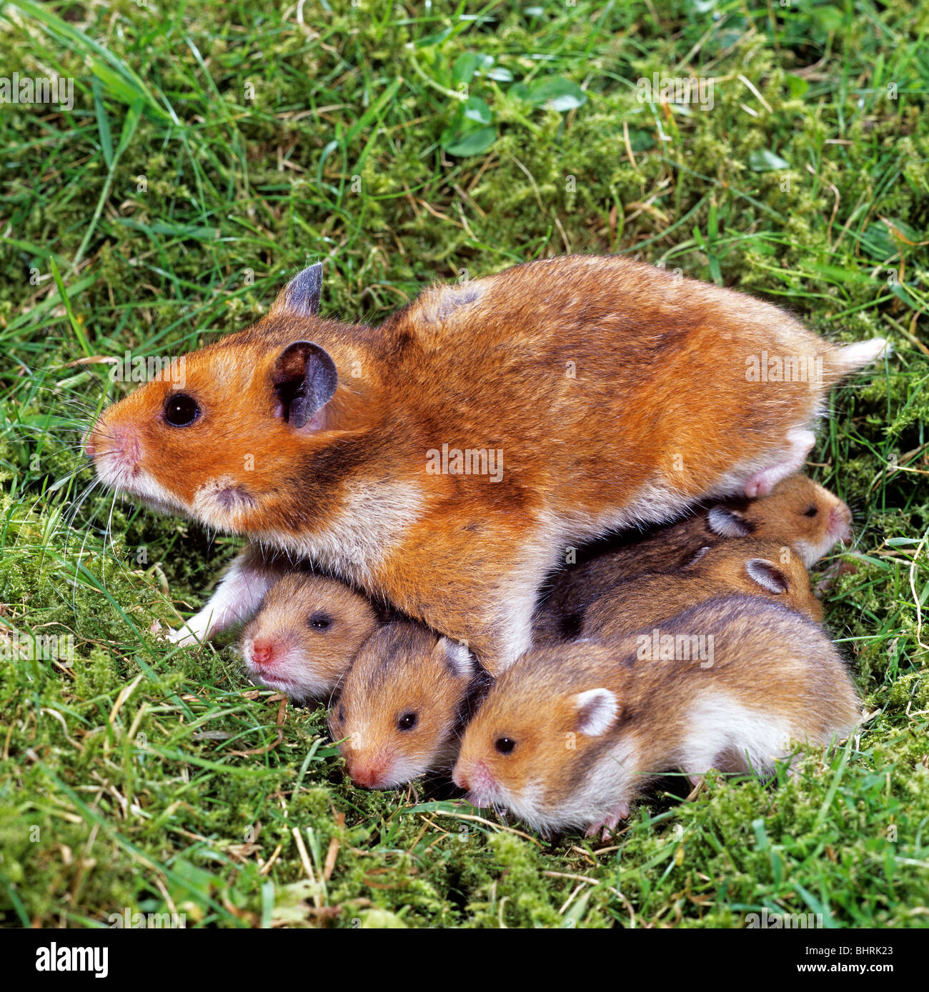 Golden hamster cub hi-res stock photography and images - Alamy