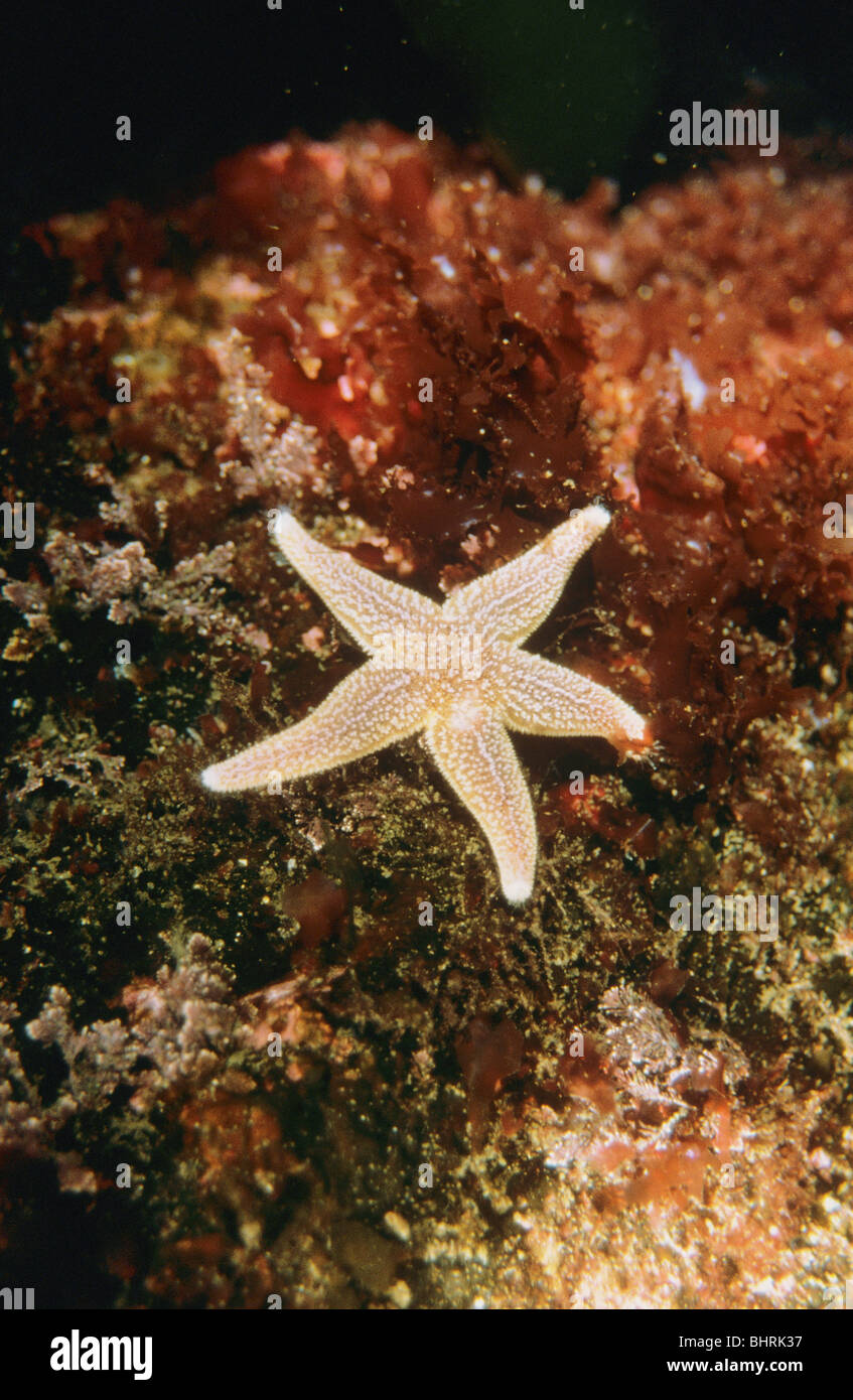 Common starfish / Asterias rubens Stock Photo - Alamy