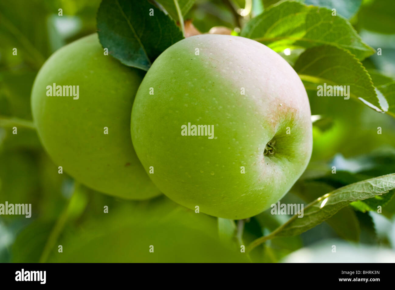 Two healthy apples on a tree hi-res stock photography and images - Alamy