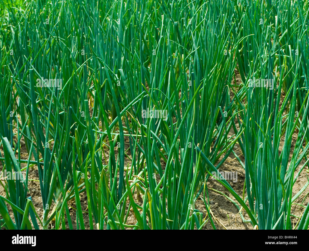 Spring onions rows hi-res stock photography and images - Alamy