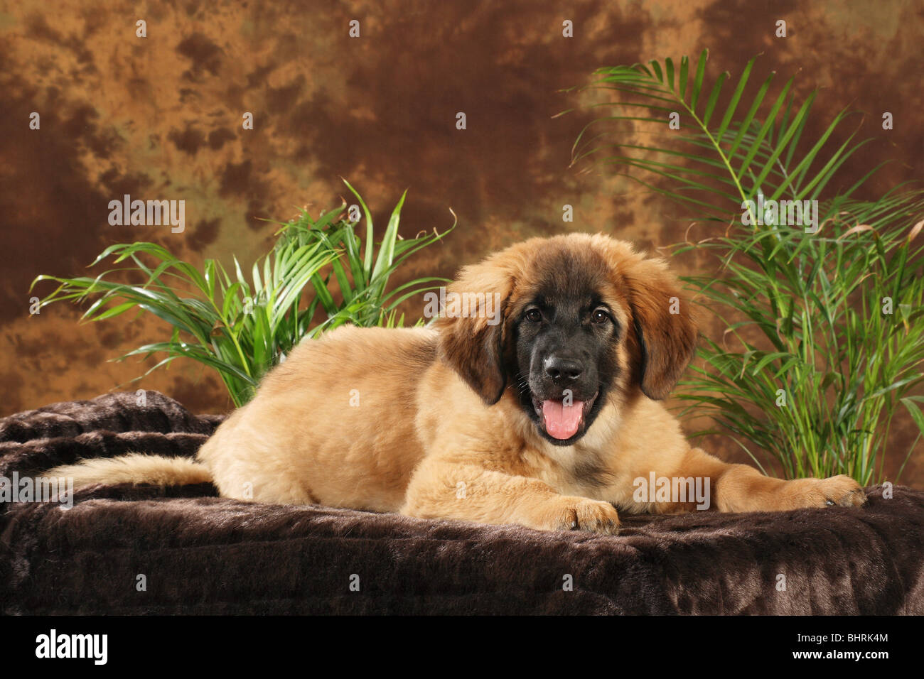 Leonberger dogs lying on hi-res stock photography and images - Alamy