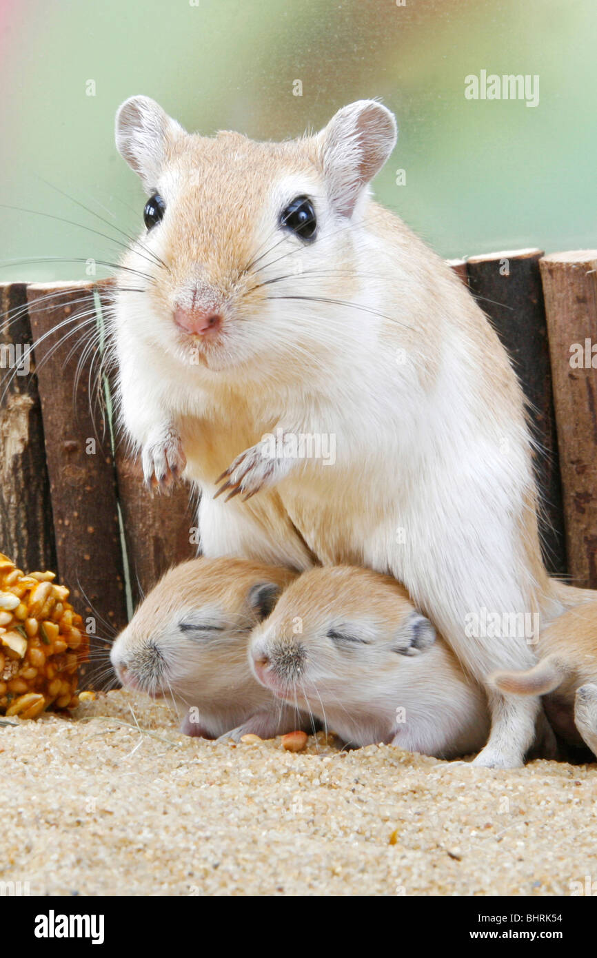 Mongolian Gerbil with two cubs / Meriones unguiculatus Stock Photo - Alamy