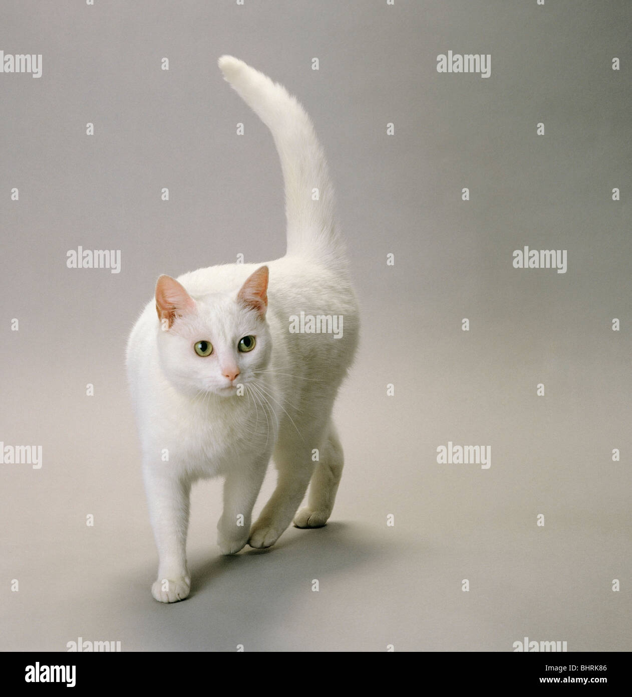 white domestic cat - cut out Stock Photo - Alamy