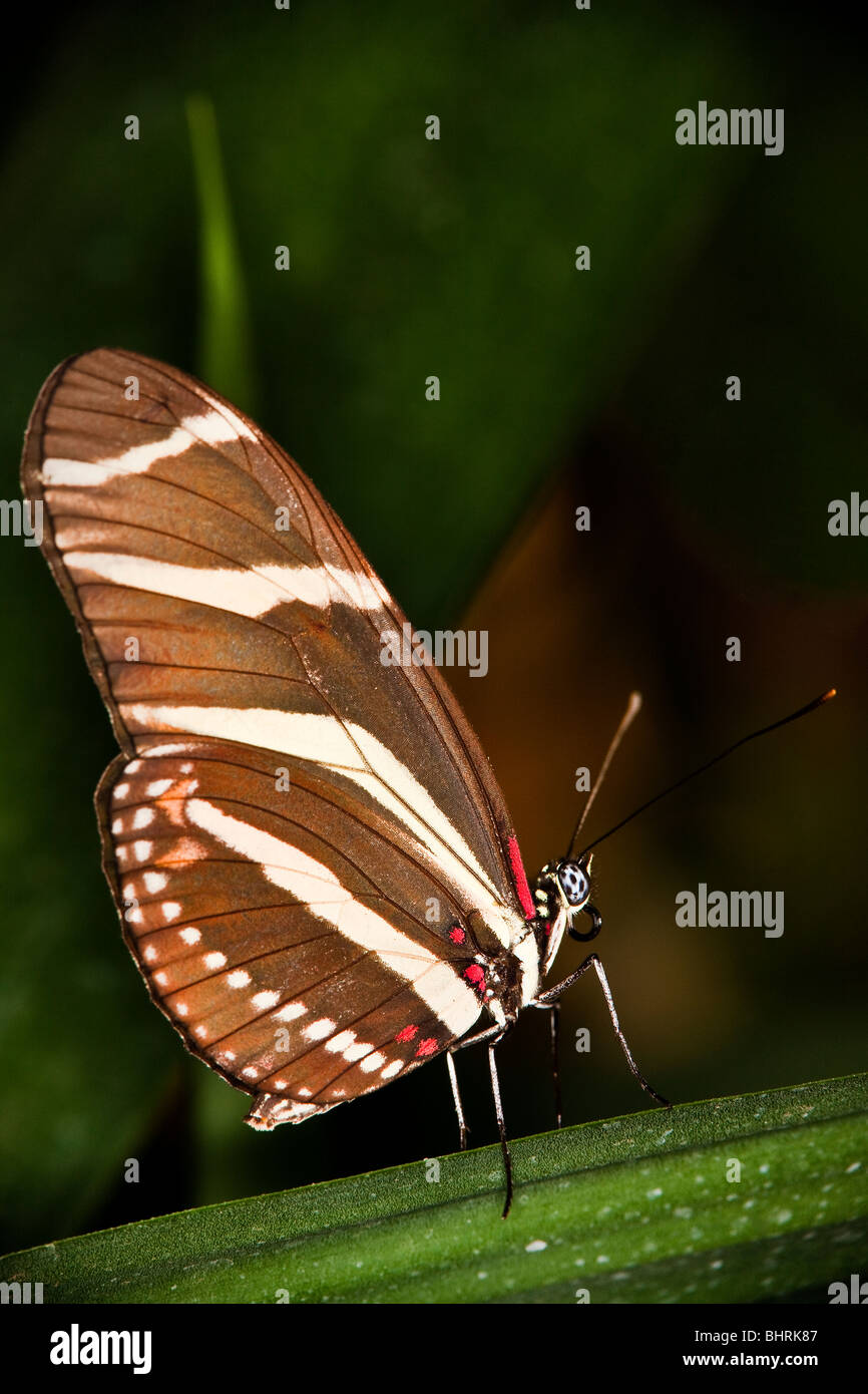 Zebra Longwing butterfly Stock Photo - Alamy