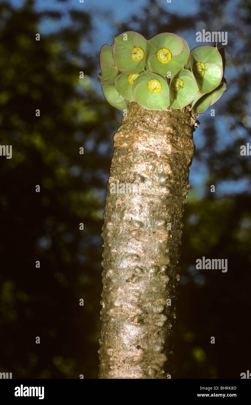 Euphorbia ankarensis hi-res stock photography and images - Alamy