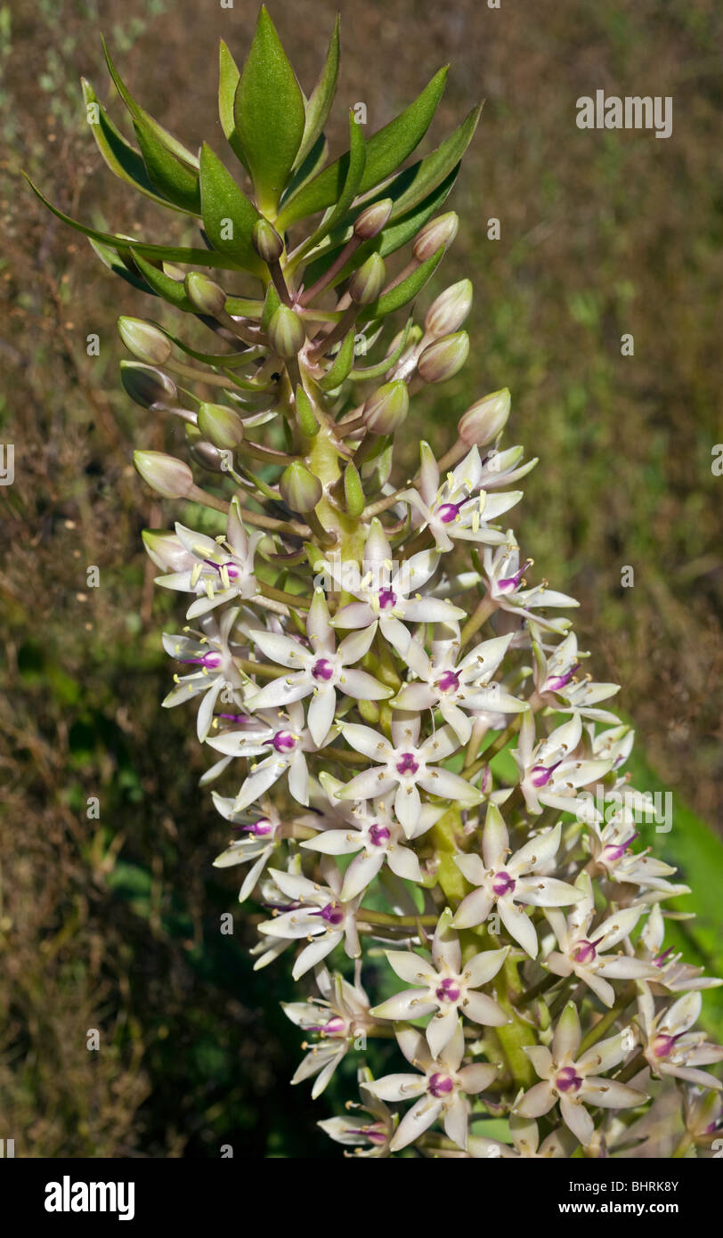 White eucomis hi-res stock photography and images - Alamy