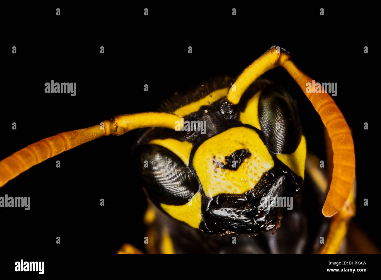 Wasp beetles hi-res stock photography and images - Alamy