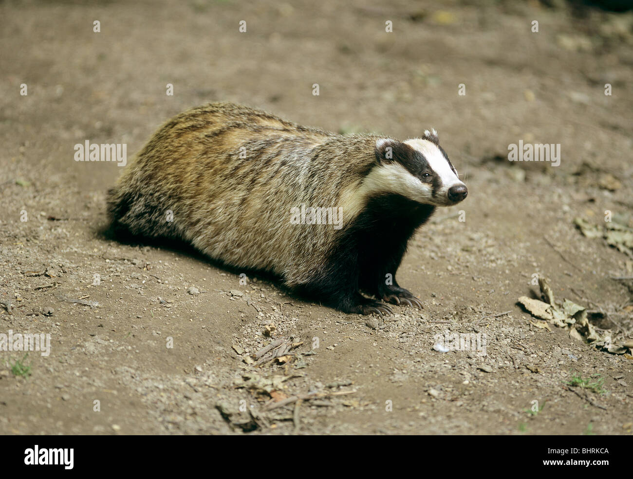 European Badger - standing / Meles meles Stock Photo - Alamy