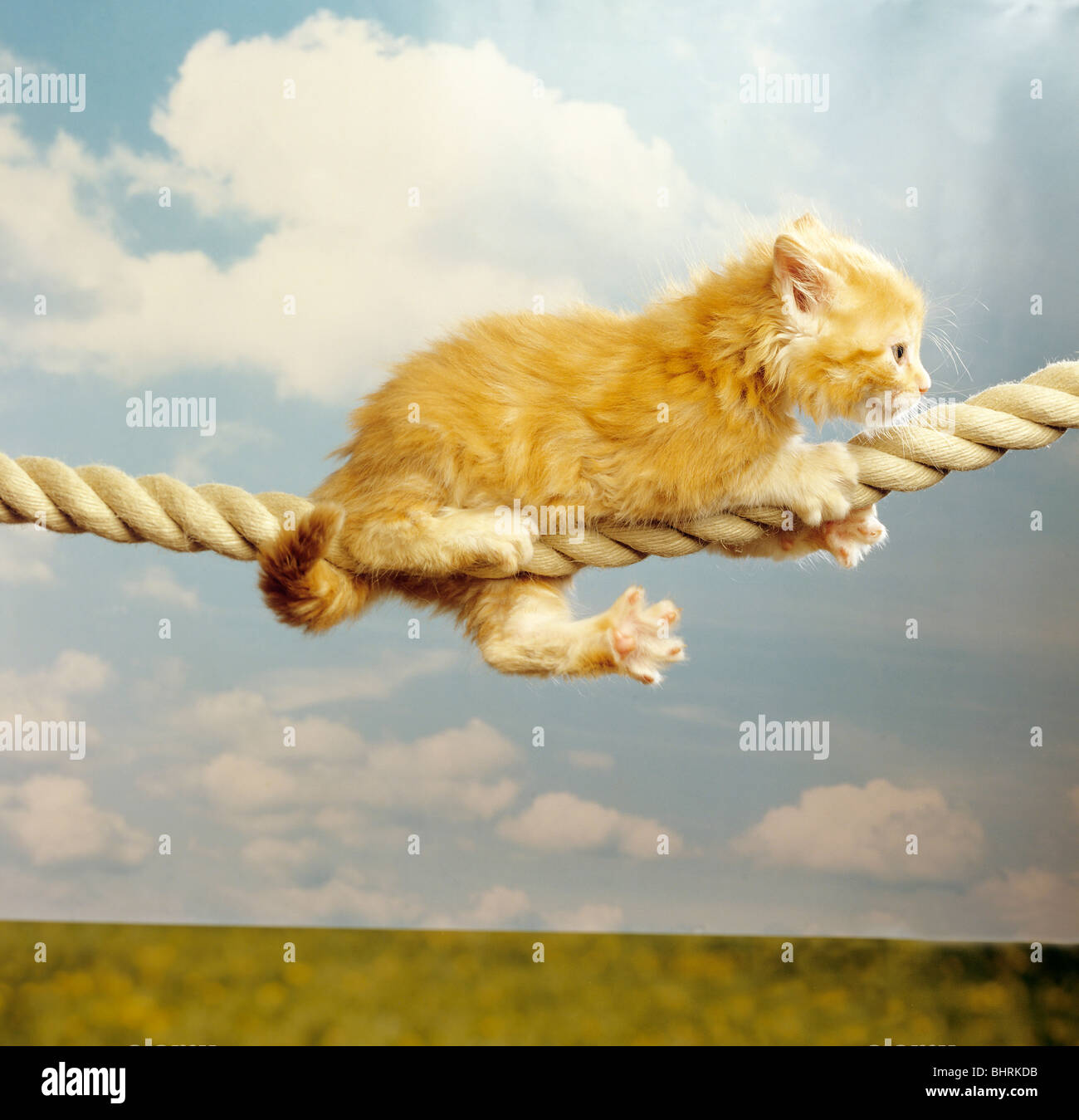 domestic cat - kitten on rope Stock Photo - Alamy