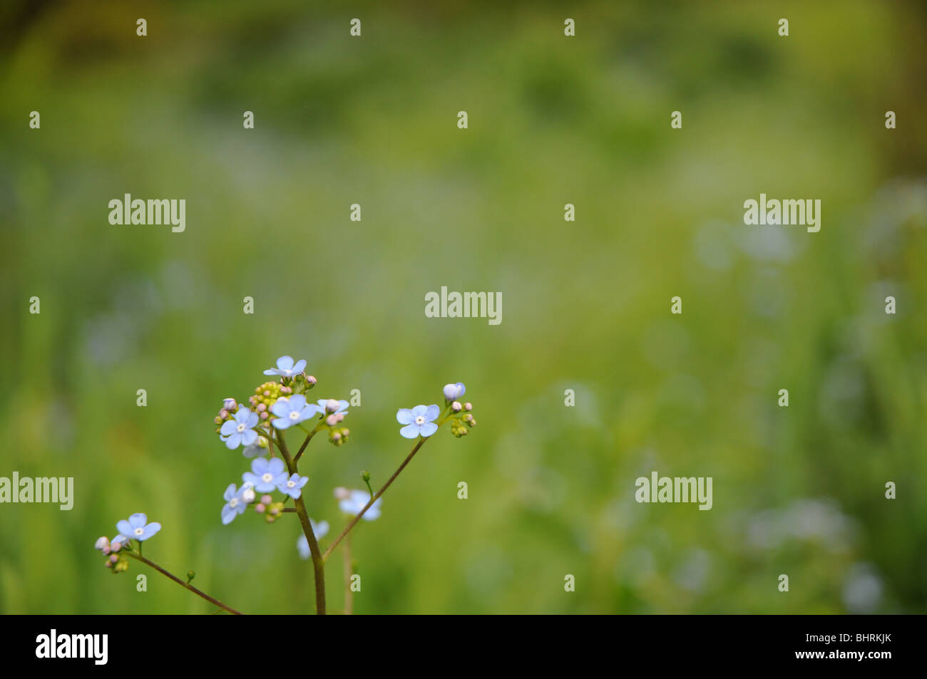 Field with close up forget me not Stock Photo - Alamy