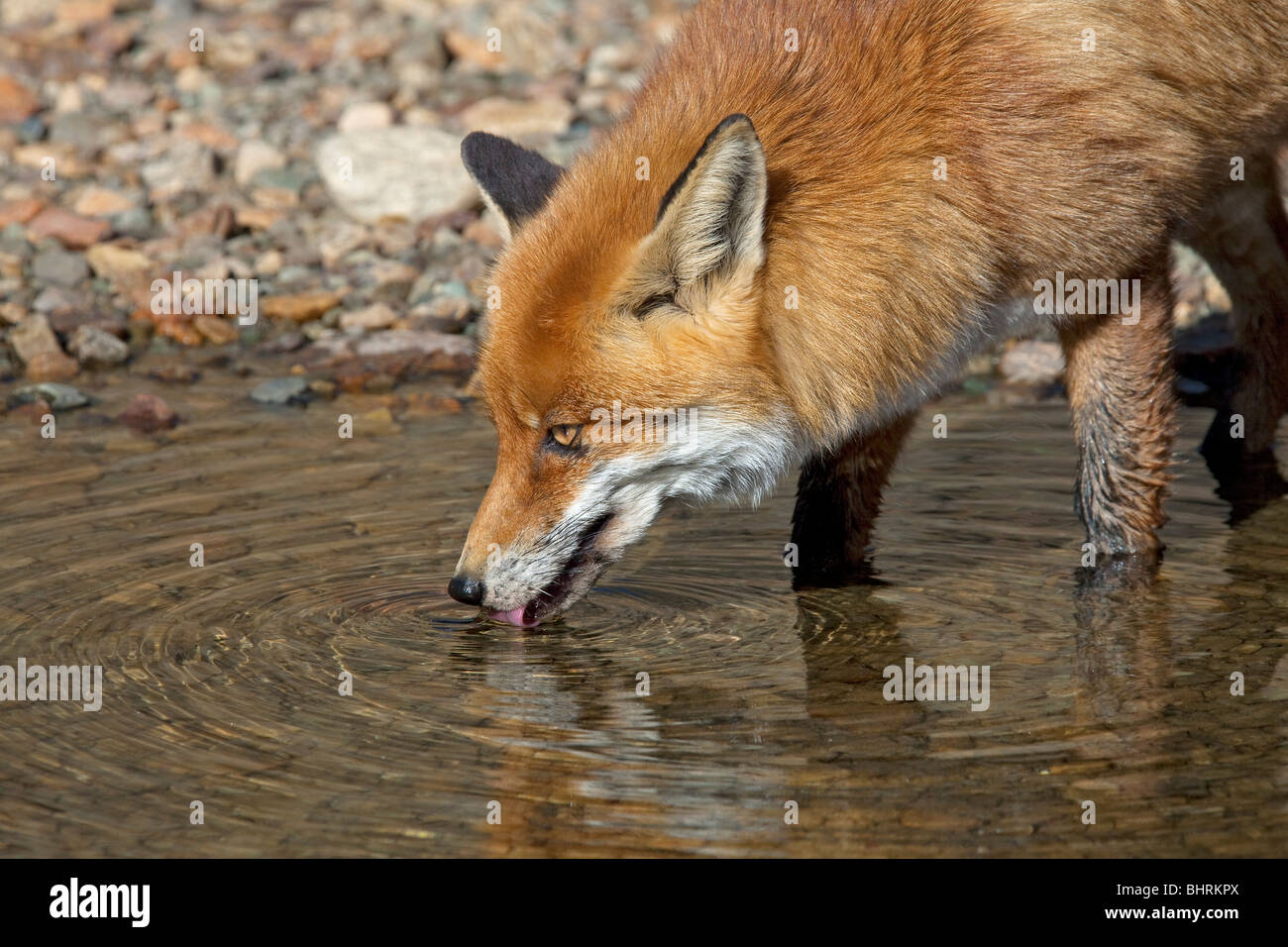 Red fox - drinking at a brook / Vulpes Vulpes Stock Photo - Alamy