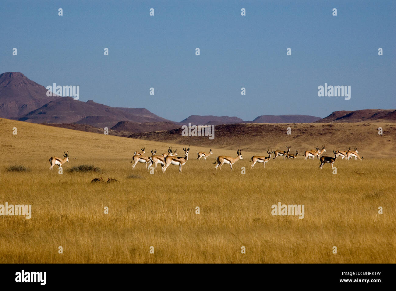 Herd springboks in namibia hi-res stock photography and images - Alamy
