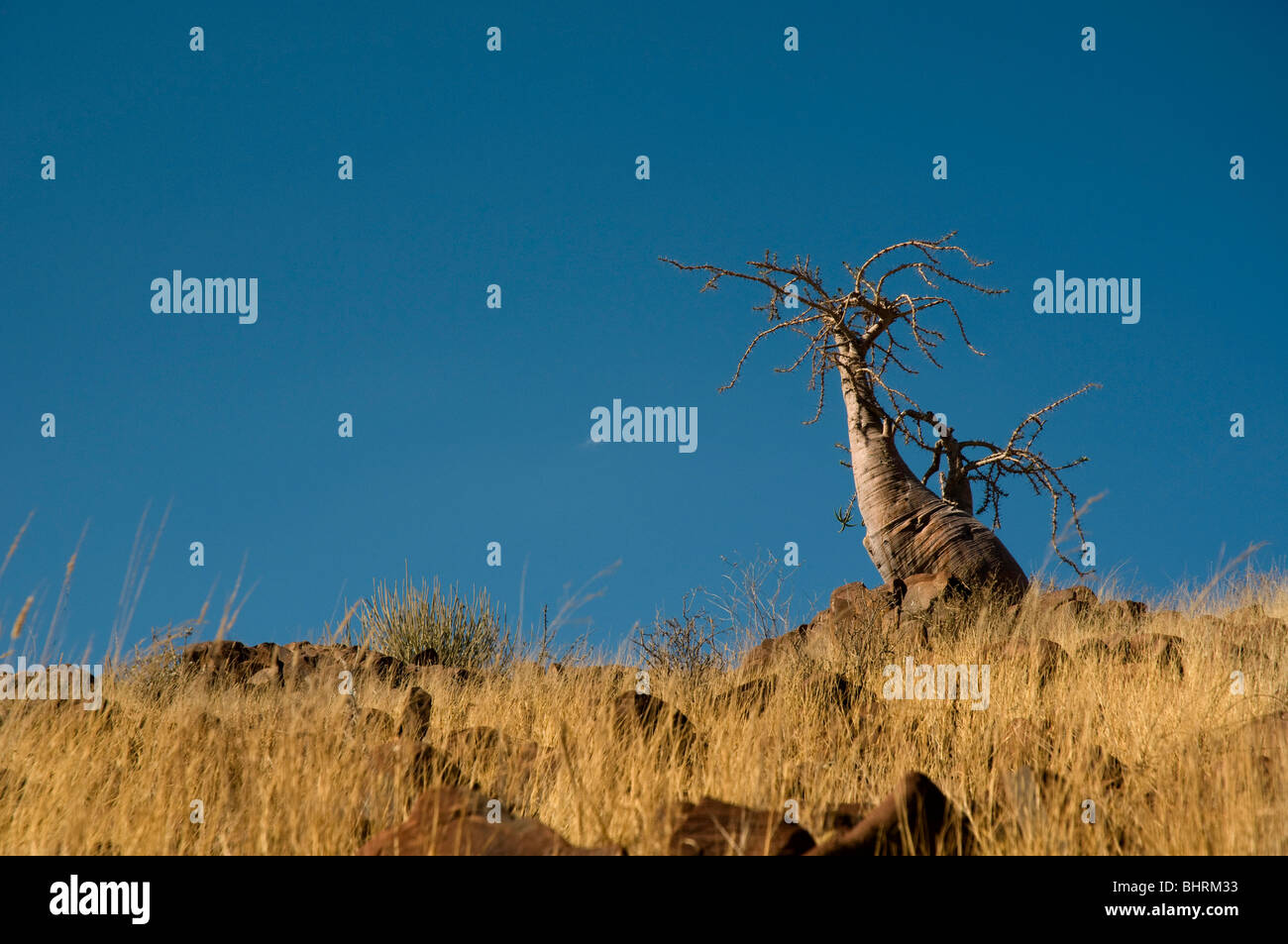 Pachypodium tree hi-res stock photography and images - Alamy