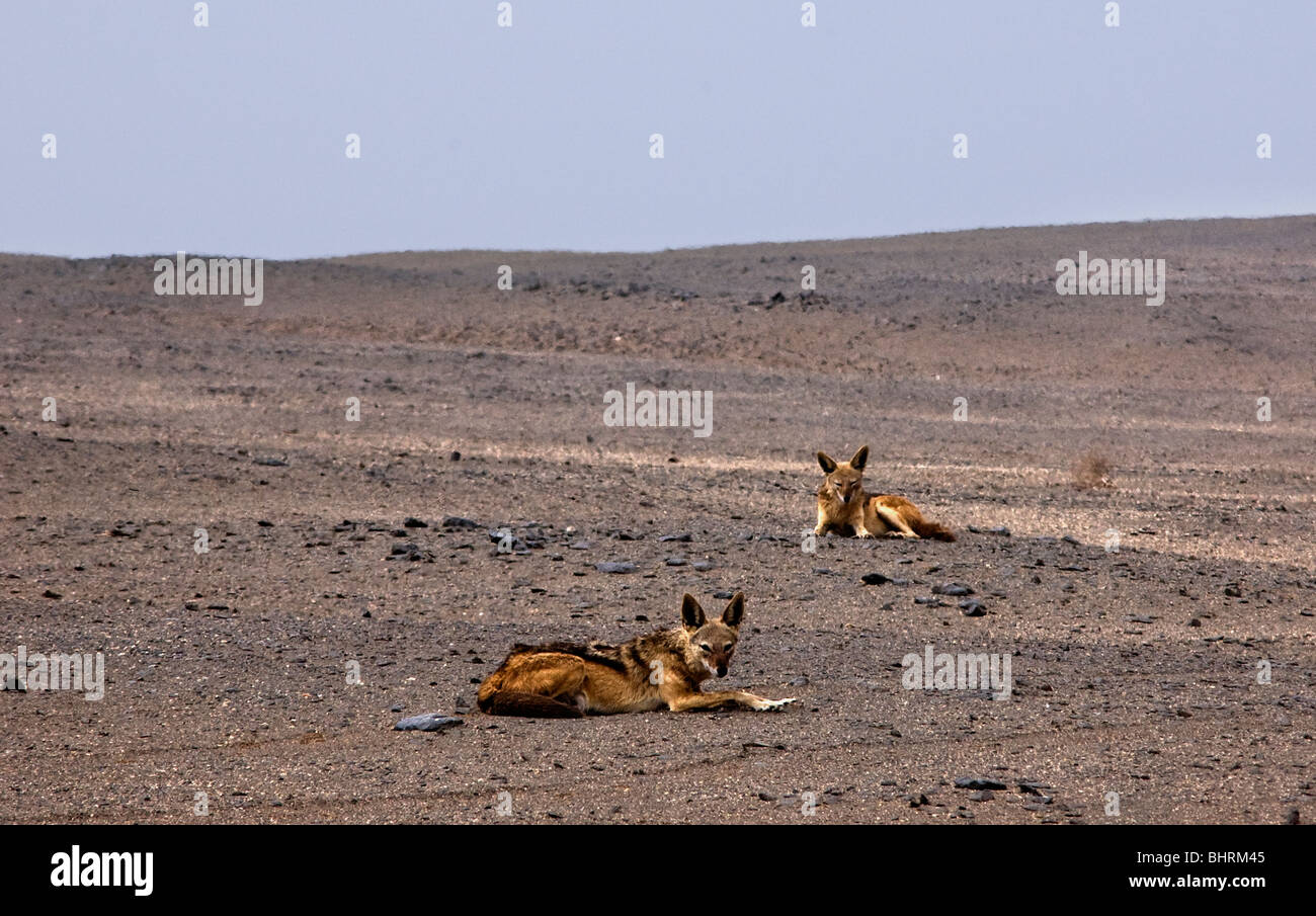 Two jackals rest lying on the ground in Namibian Skeleton Coast Park ...