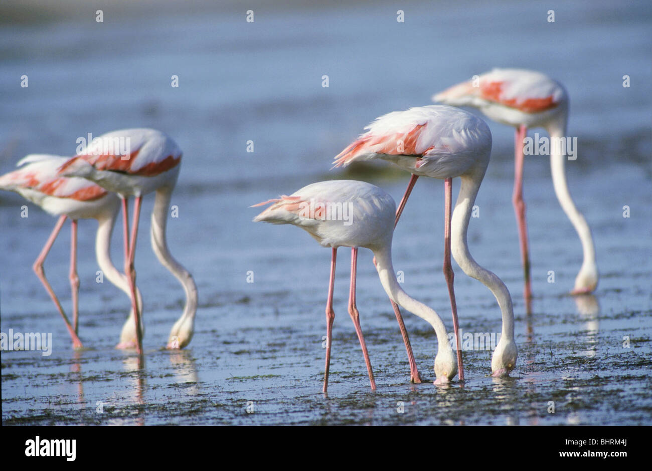 Group flamingos stands in hi-res stock photography and images - Alamy