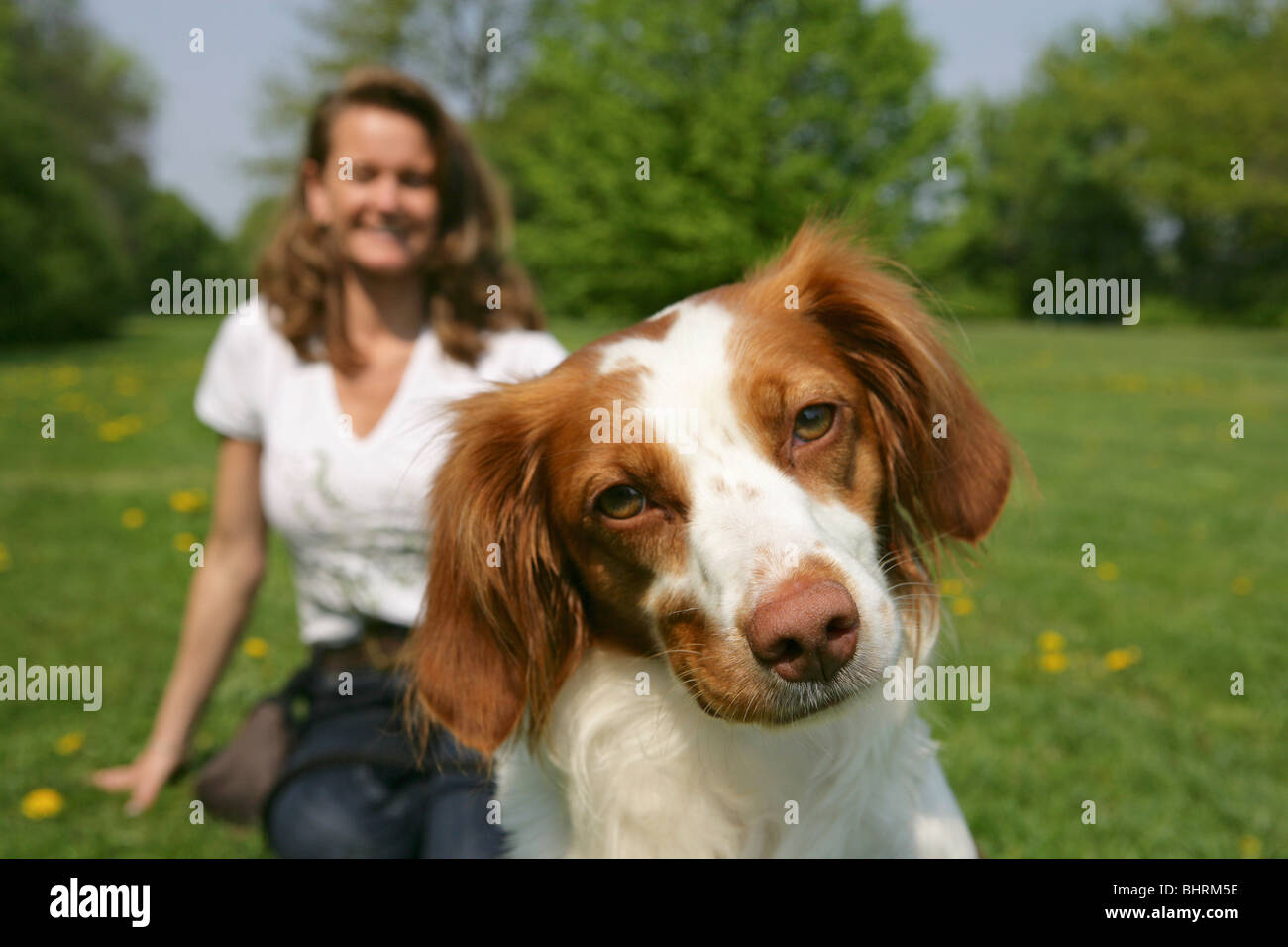 Brittany spaniels hi-res stock photography and images - Alamy