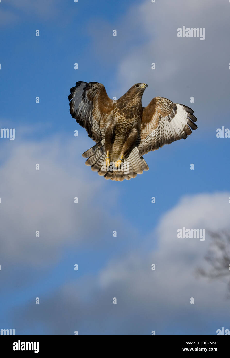 Captive buteo buteo buzzard common buzzard hi-res stock photography and ...