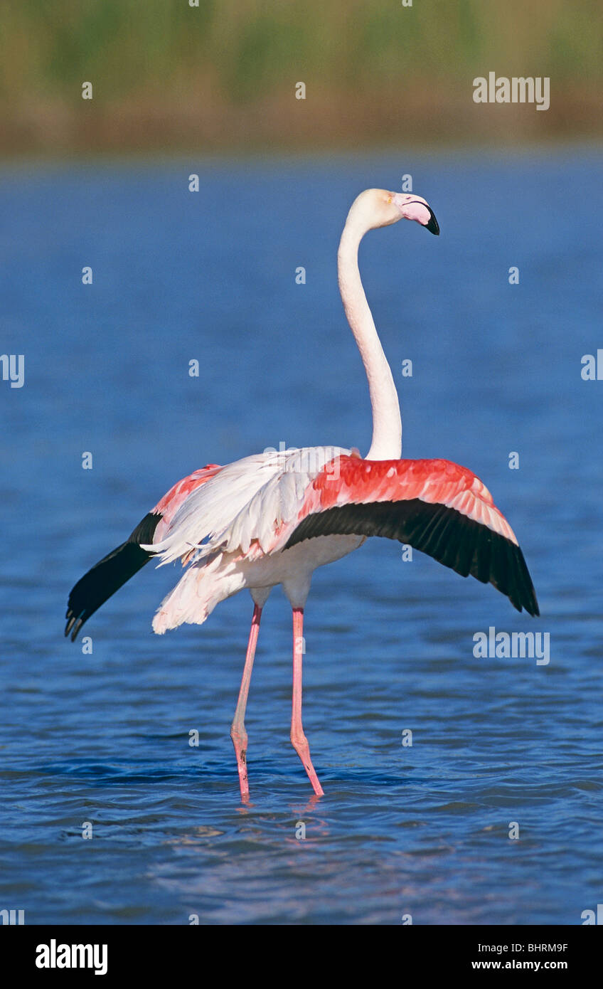 Greater Flamingo Standing