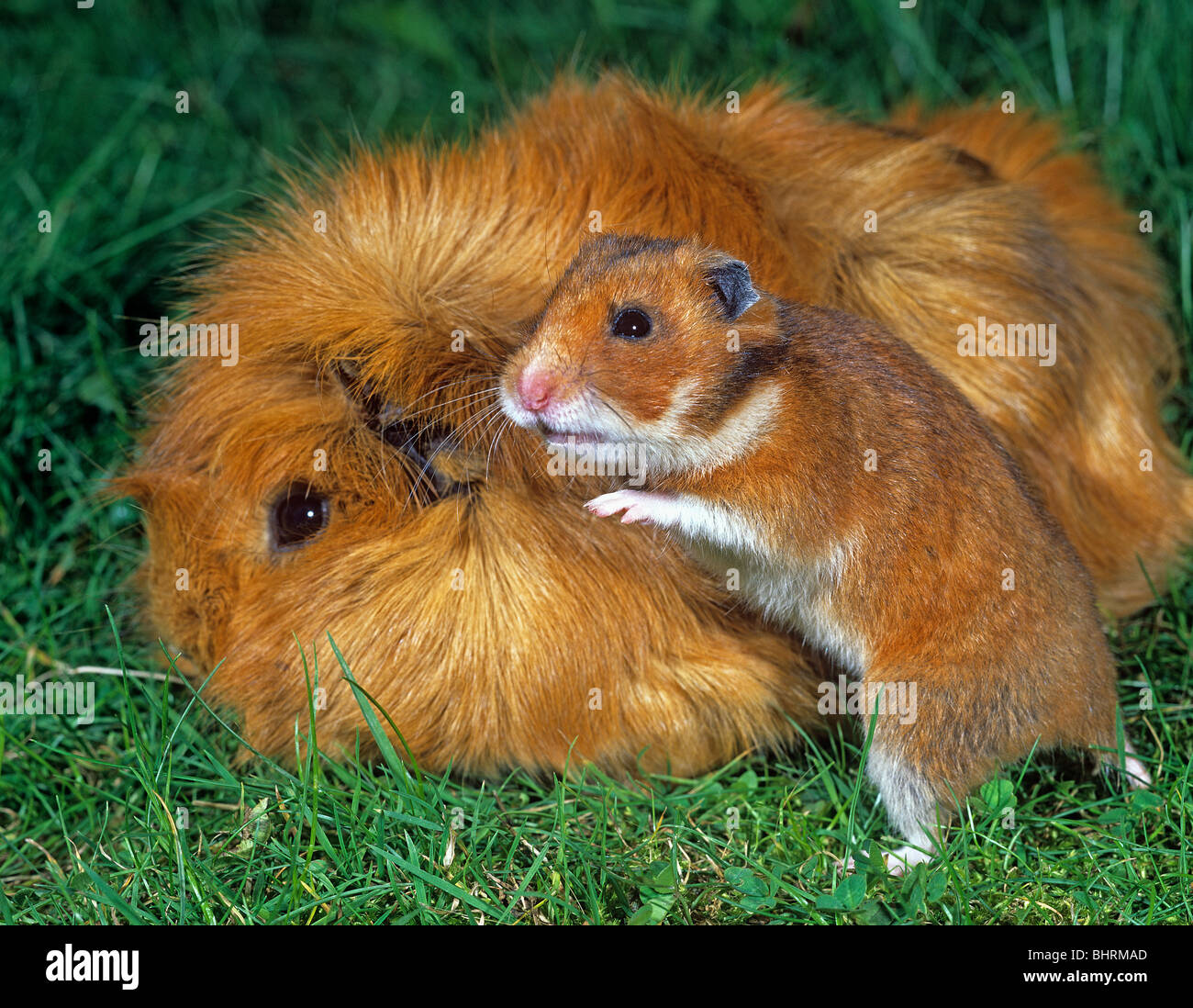 animal friendship : Guinea Pig and Golden Hamster Stock Photo - Alamy