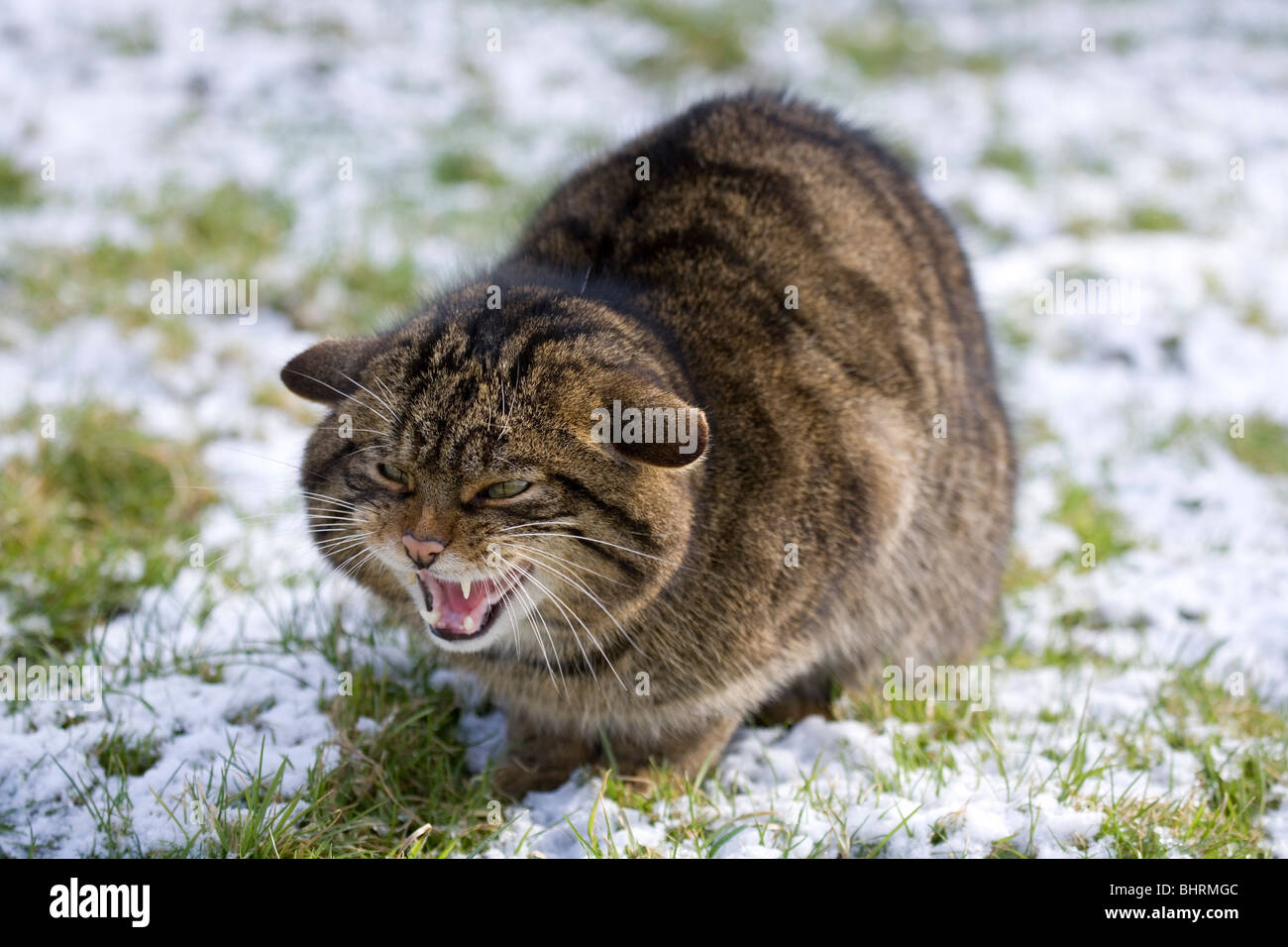 Scottish Wildcat Felis sylvestris Portrait of single adult in snow ...