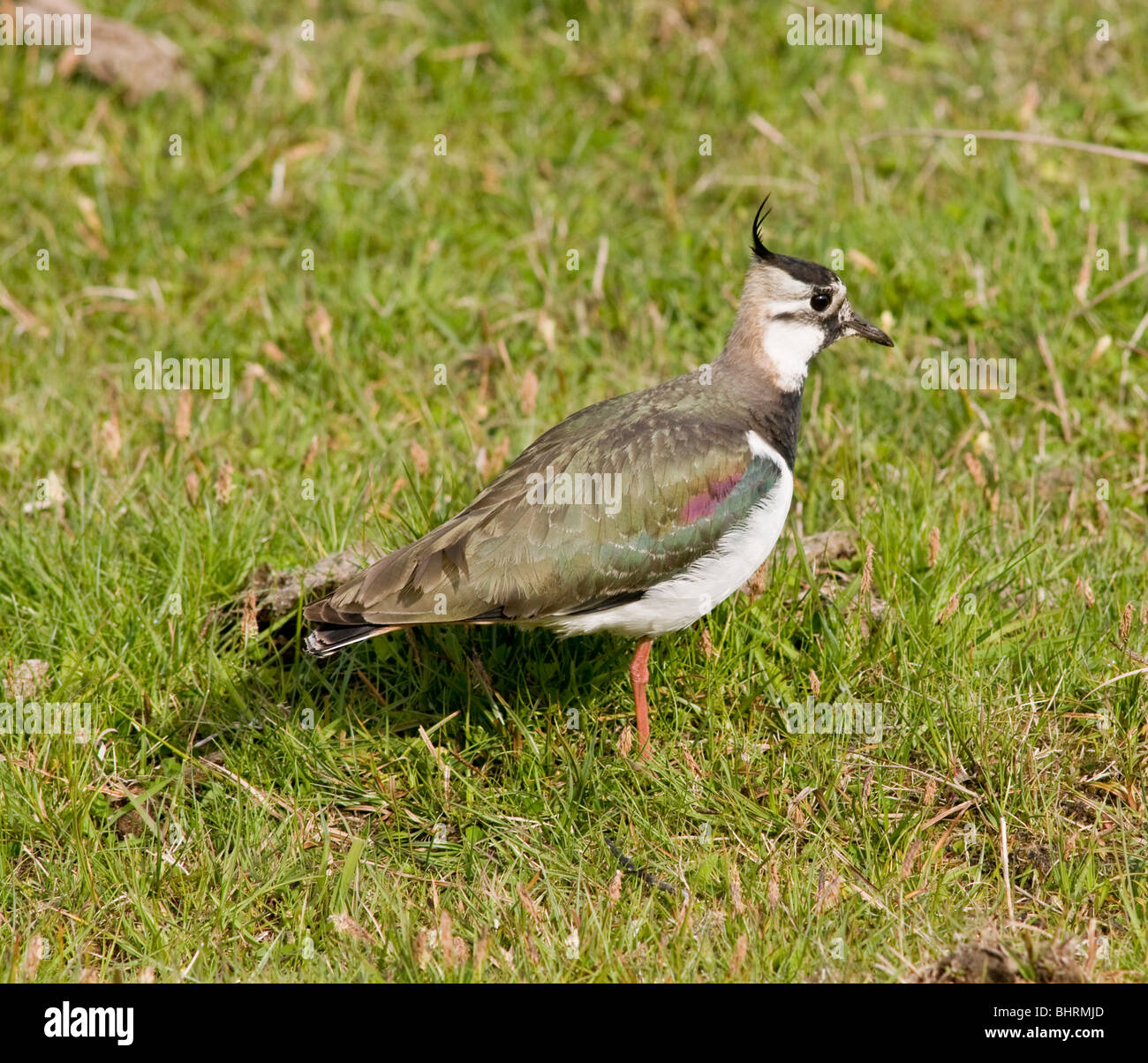 A female lapwing Stock Photo - Alamy