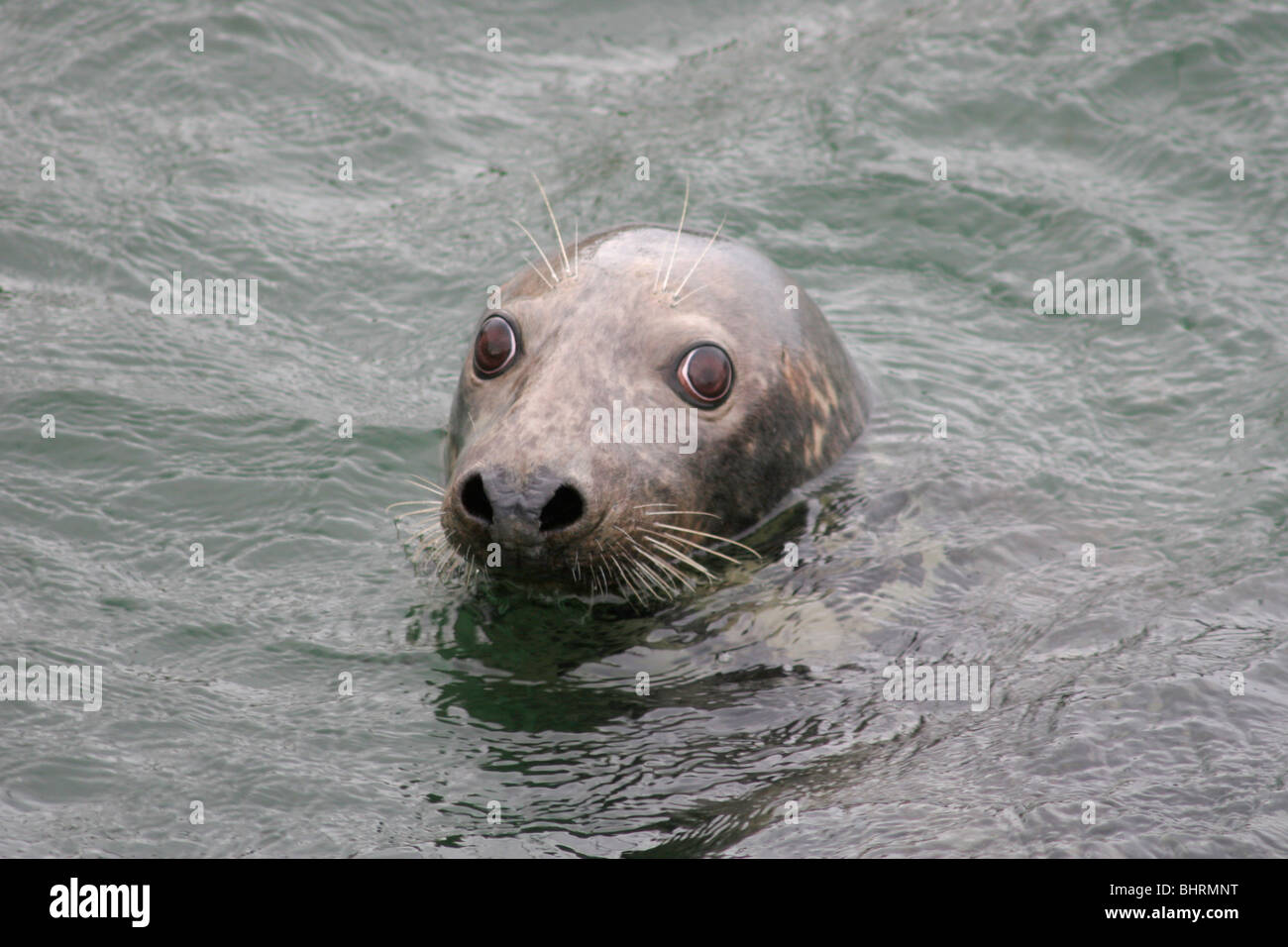 Atlantic Grey Seal in Chatham Harbor, Cape Cod, Massachusetts Stock ...