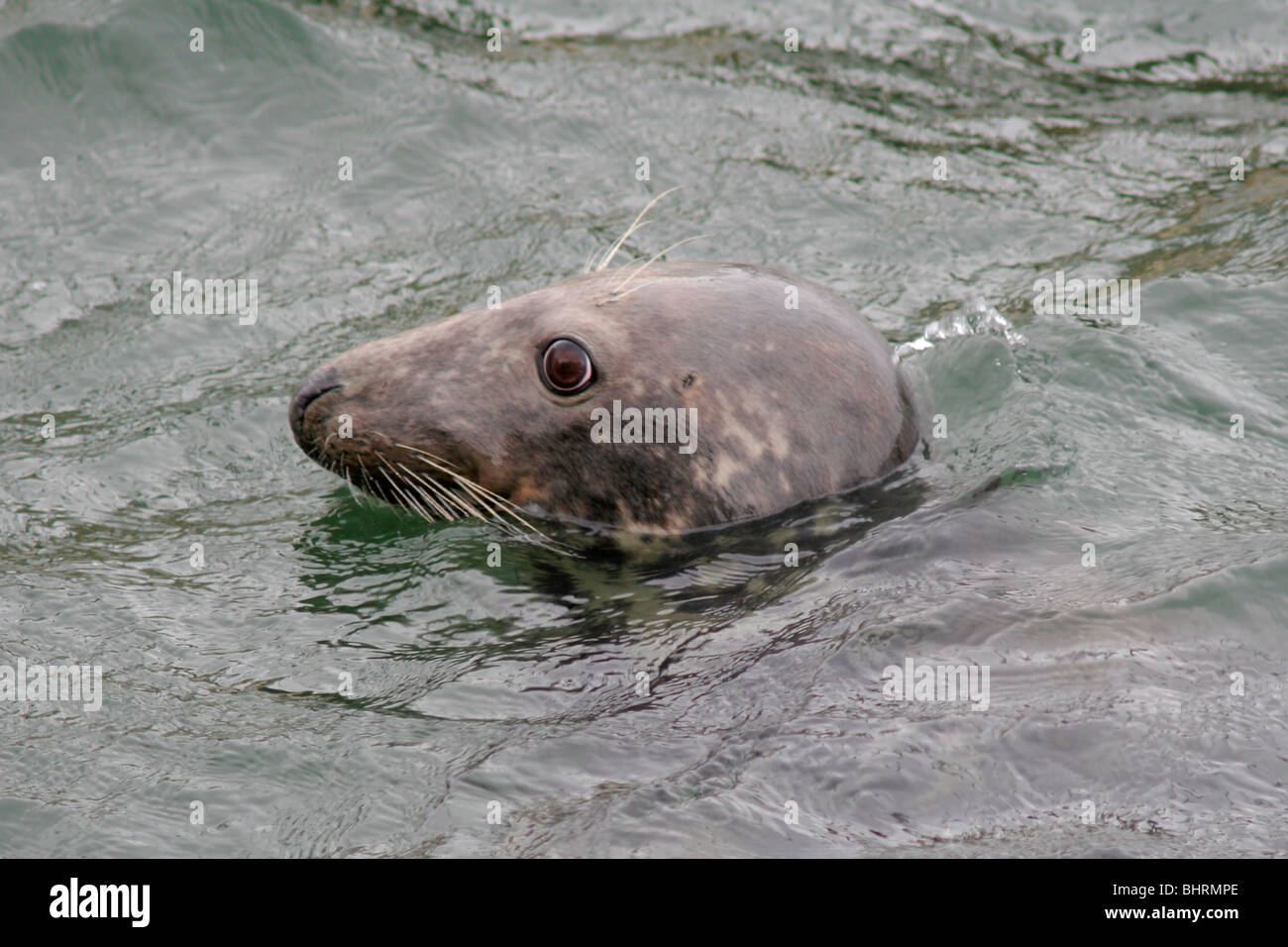 Atlantic Grey Seal in Chatham Harbor, Cape Cod, Massachusetts Stock ...