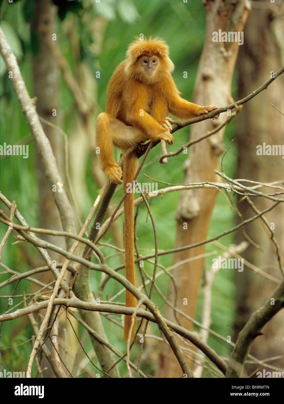 Sumatran Surili on a branch / Prespytis melalophus Stock Photo - Alamy