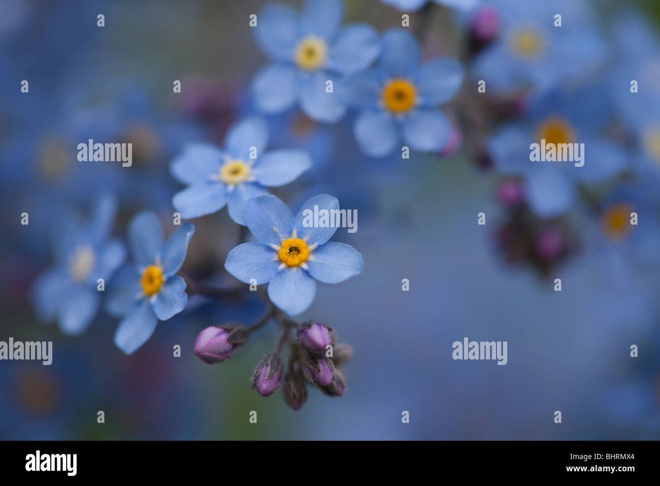 Blue Forget me not flowers and buds in close up Stock Photo - Alamy