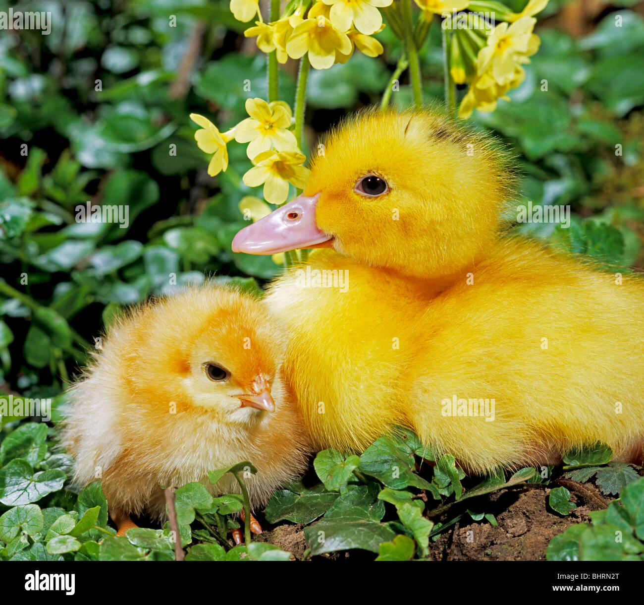 Chicken sized bird hi-res stock photography and images - Alamy