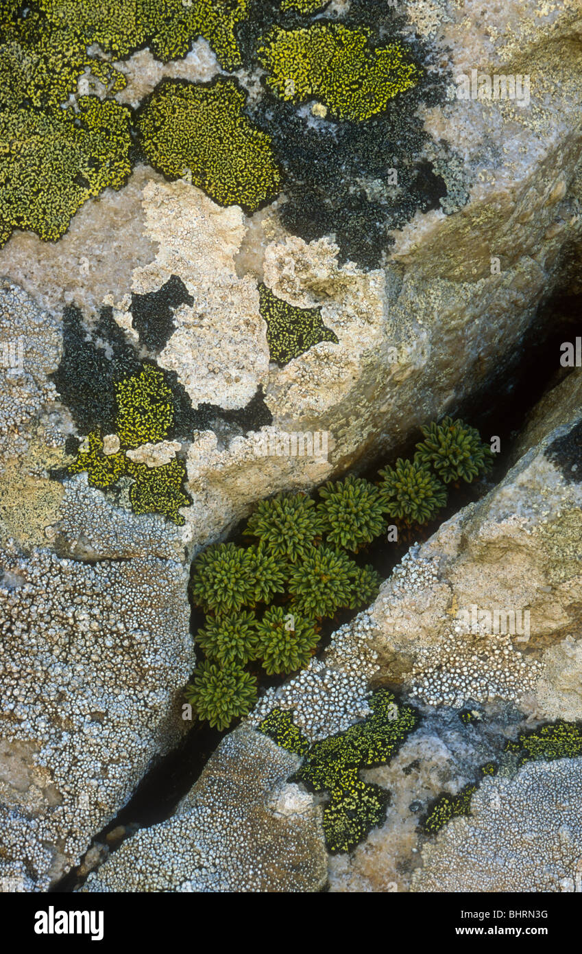 Diddle-dee (red crowberry) and Lichen, Empetrum rubrum, Carcass Island ...