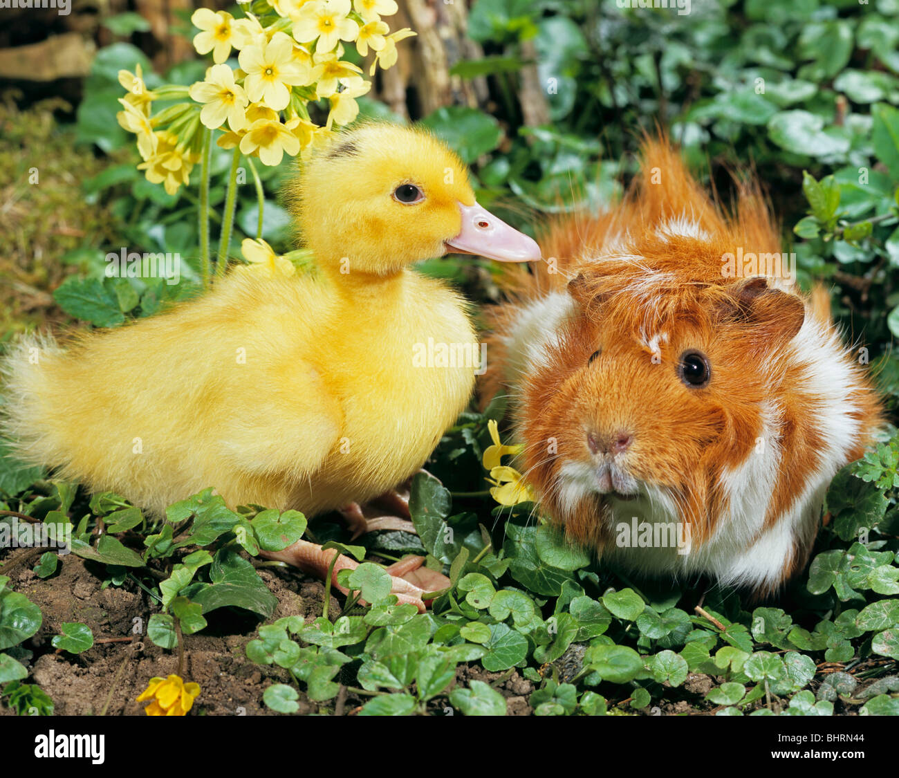 animal friendship : duckling and Guinea Pig Stock Photo - Alamy
